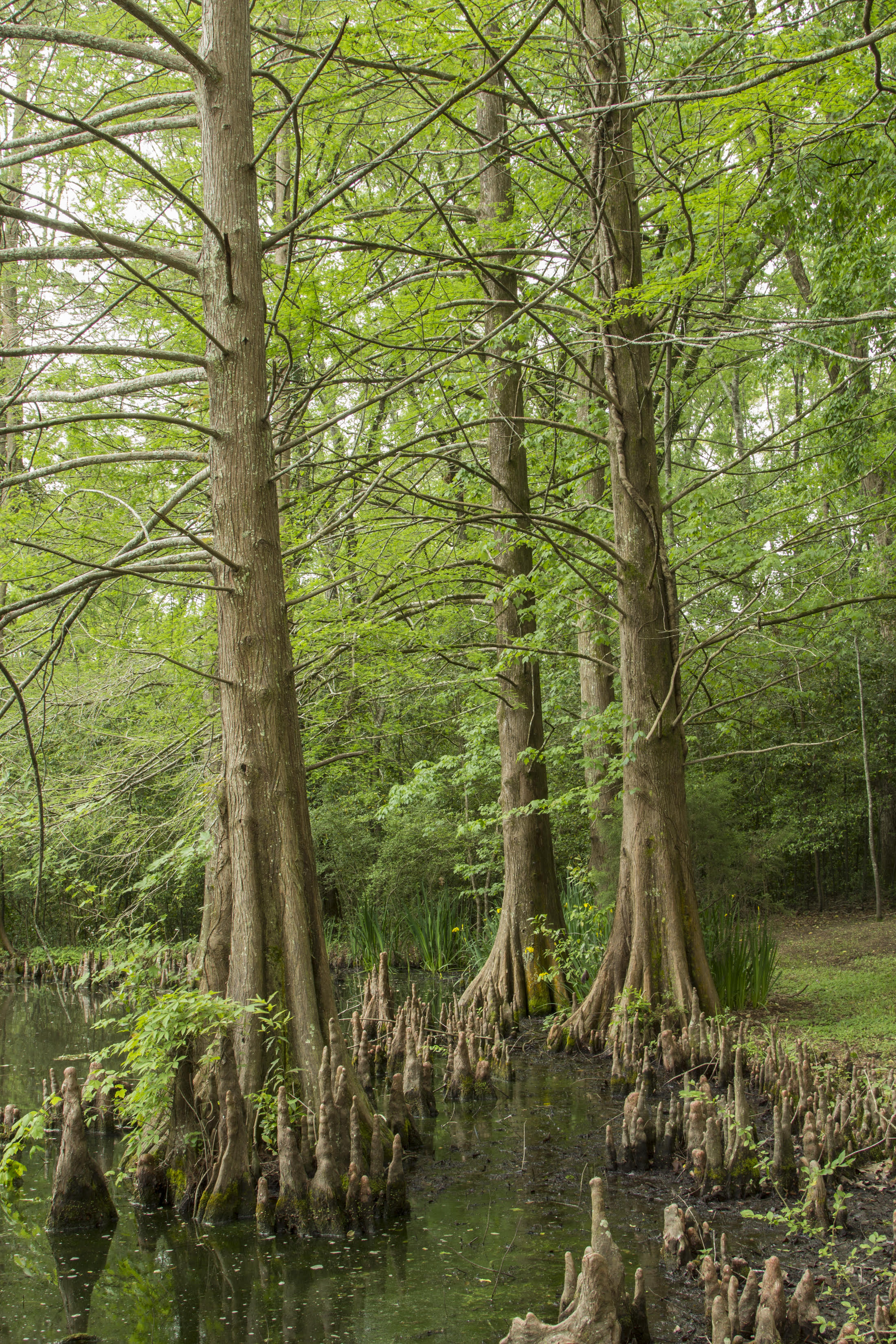 A Versatile Tree – Tree People of Walla Walla