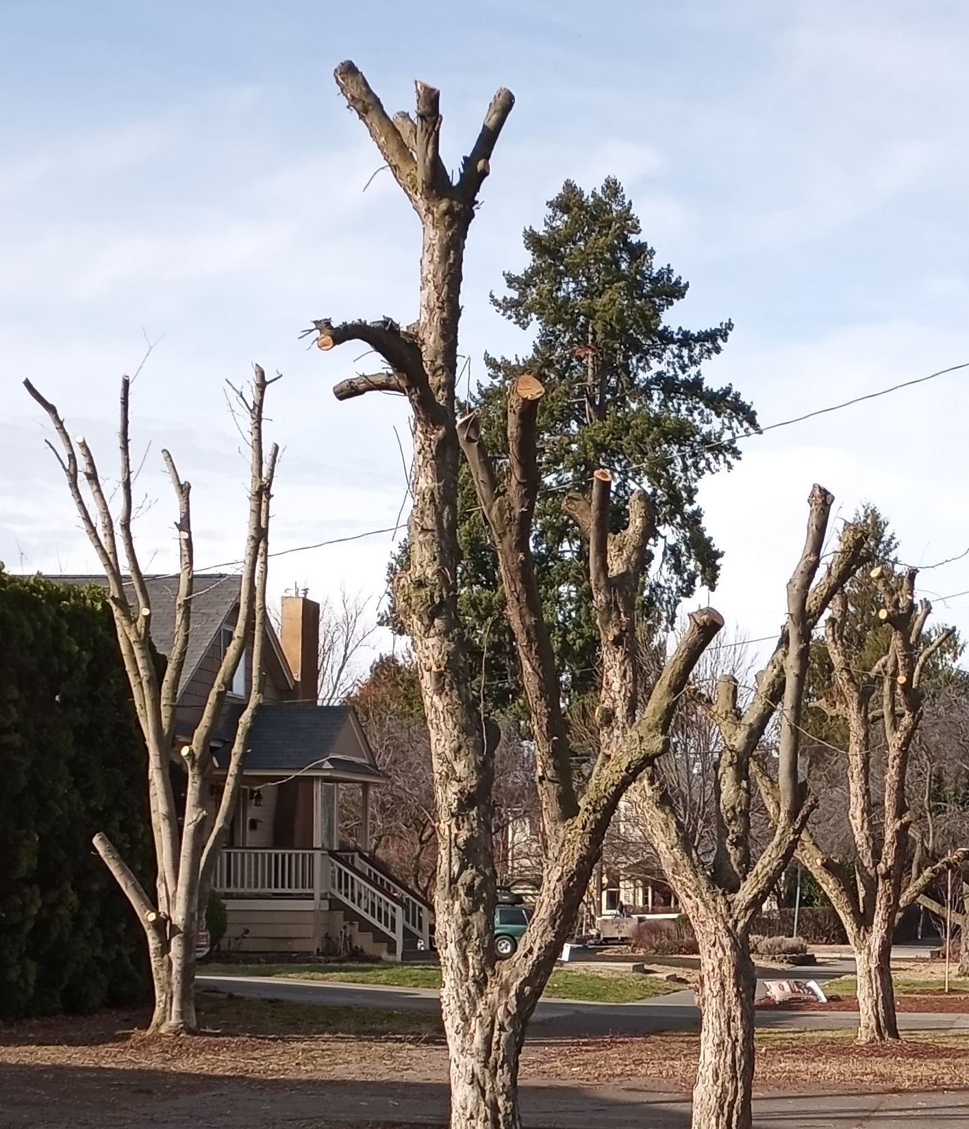 HATRACKING – Tree People of Walla Walla