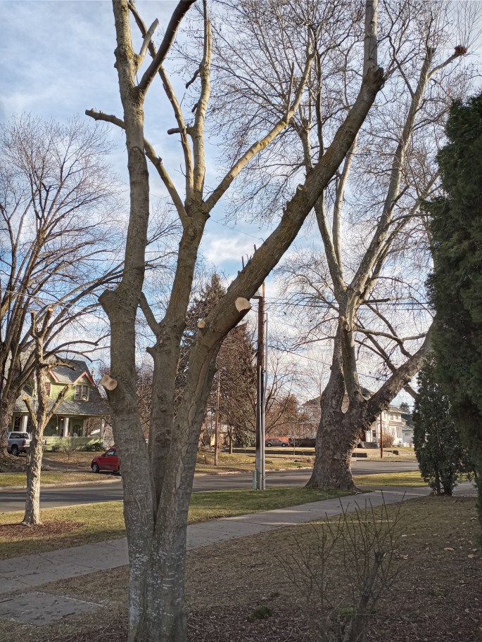 HATRACKING – Tree People of Walla Walla