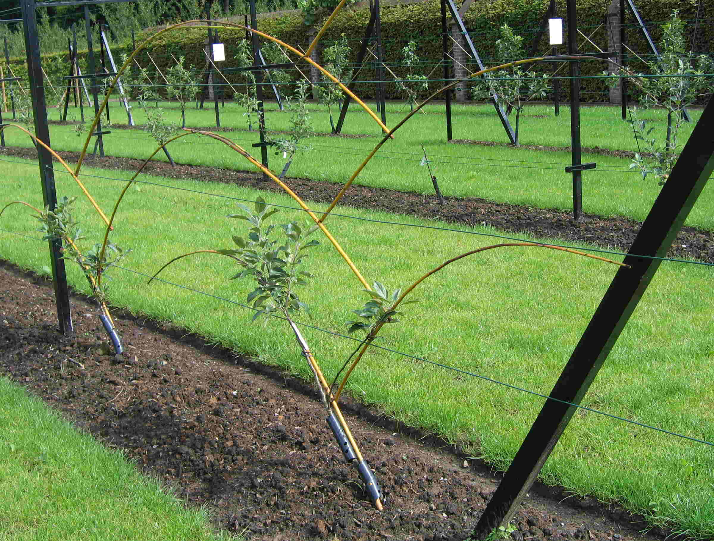 APPLES AND OAKS – Tree People of Walla Walla