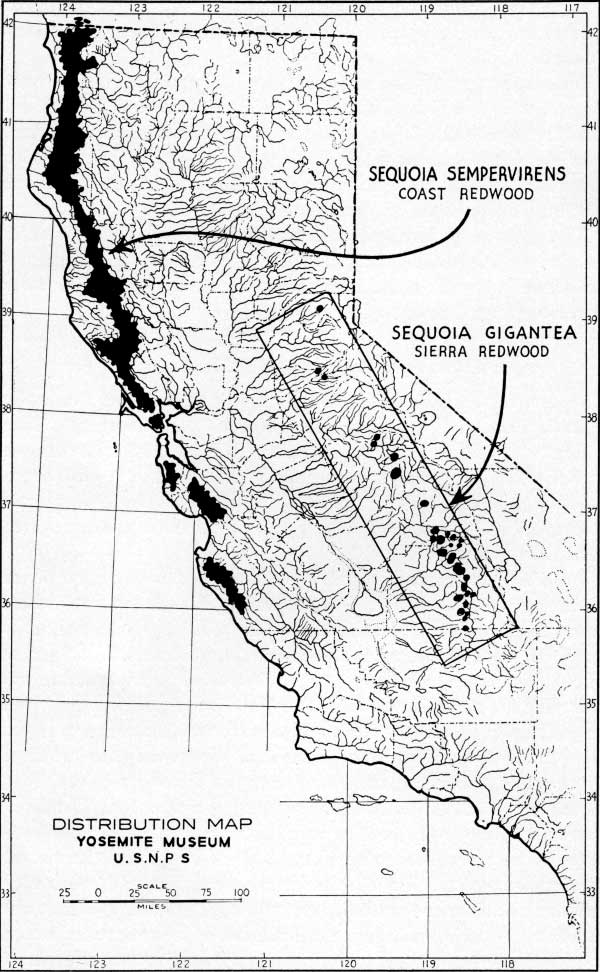 How the Giant Sequoia Came to the Pacific NW, and to the World – Tree ...
