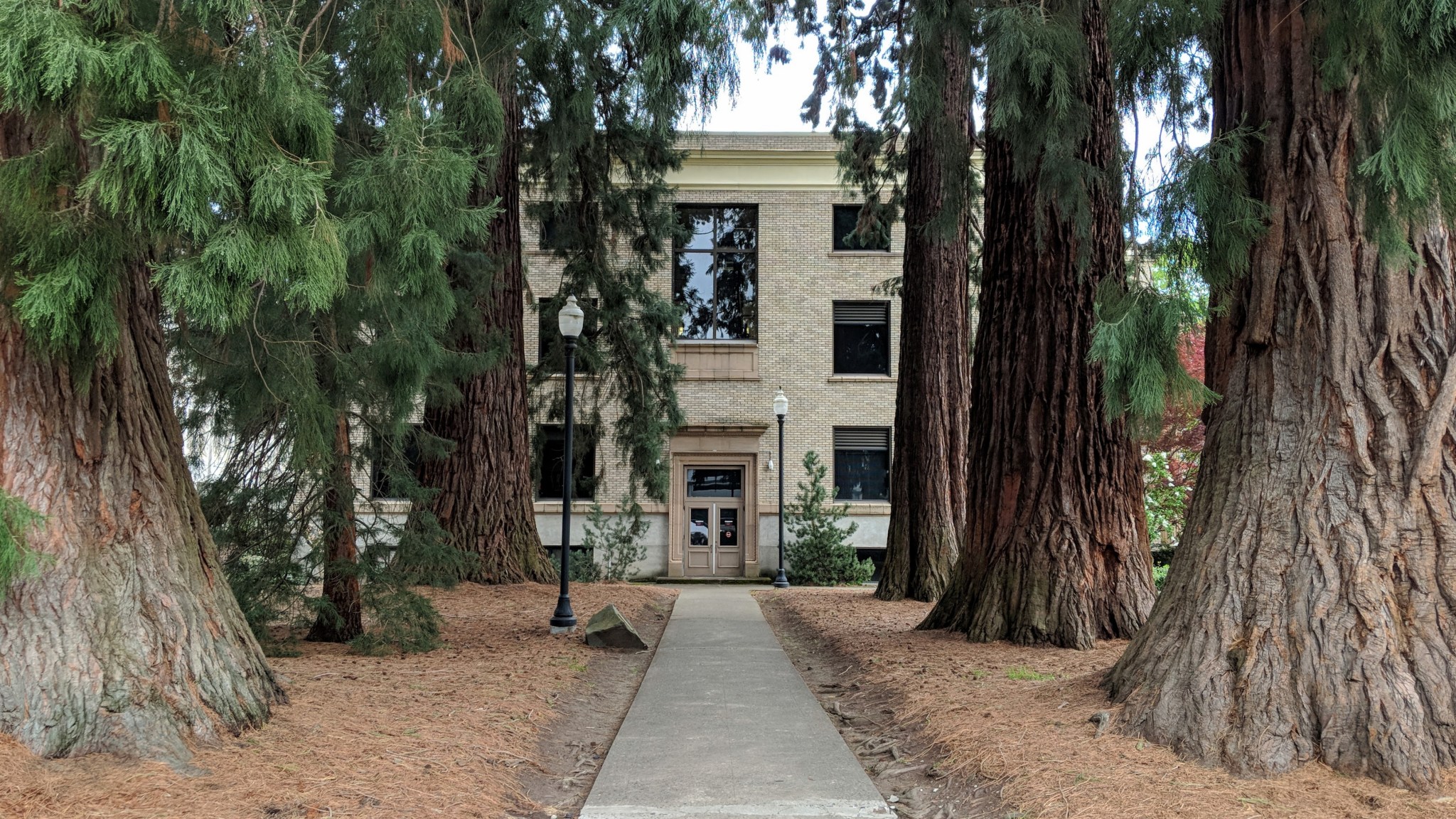 How the Giant Sequoia Came to the Pacific NW, and to the World – Tree ...