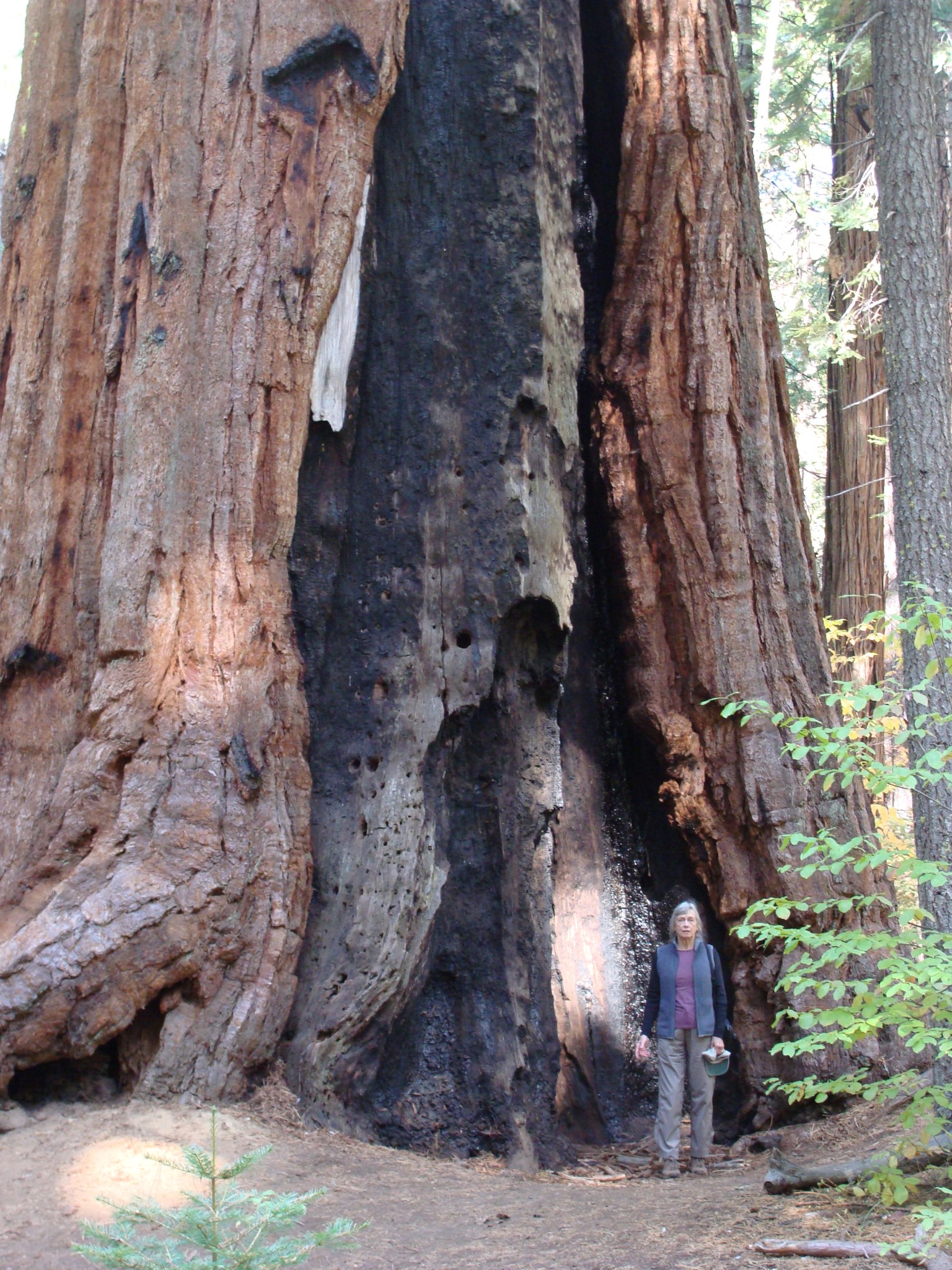 How the Giant Sequoia Came to the Pacific NW, and to the World – Tree ...