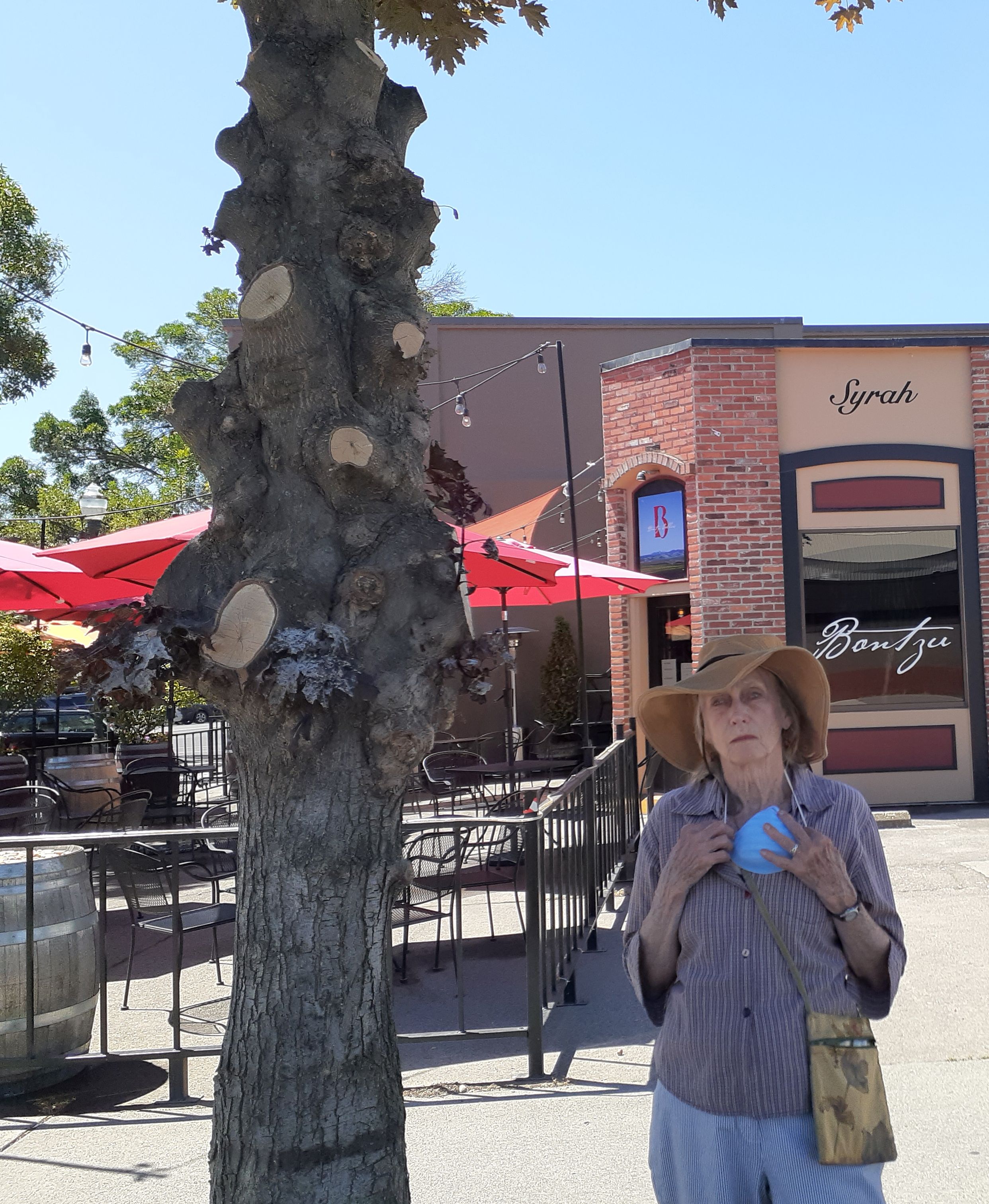 Crown Raising (Crown Lifting) – Tree People of Walla Walla