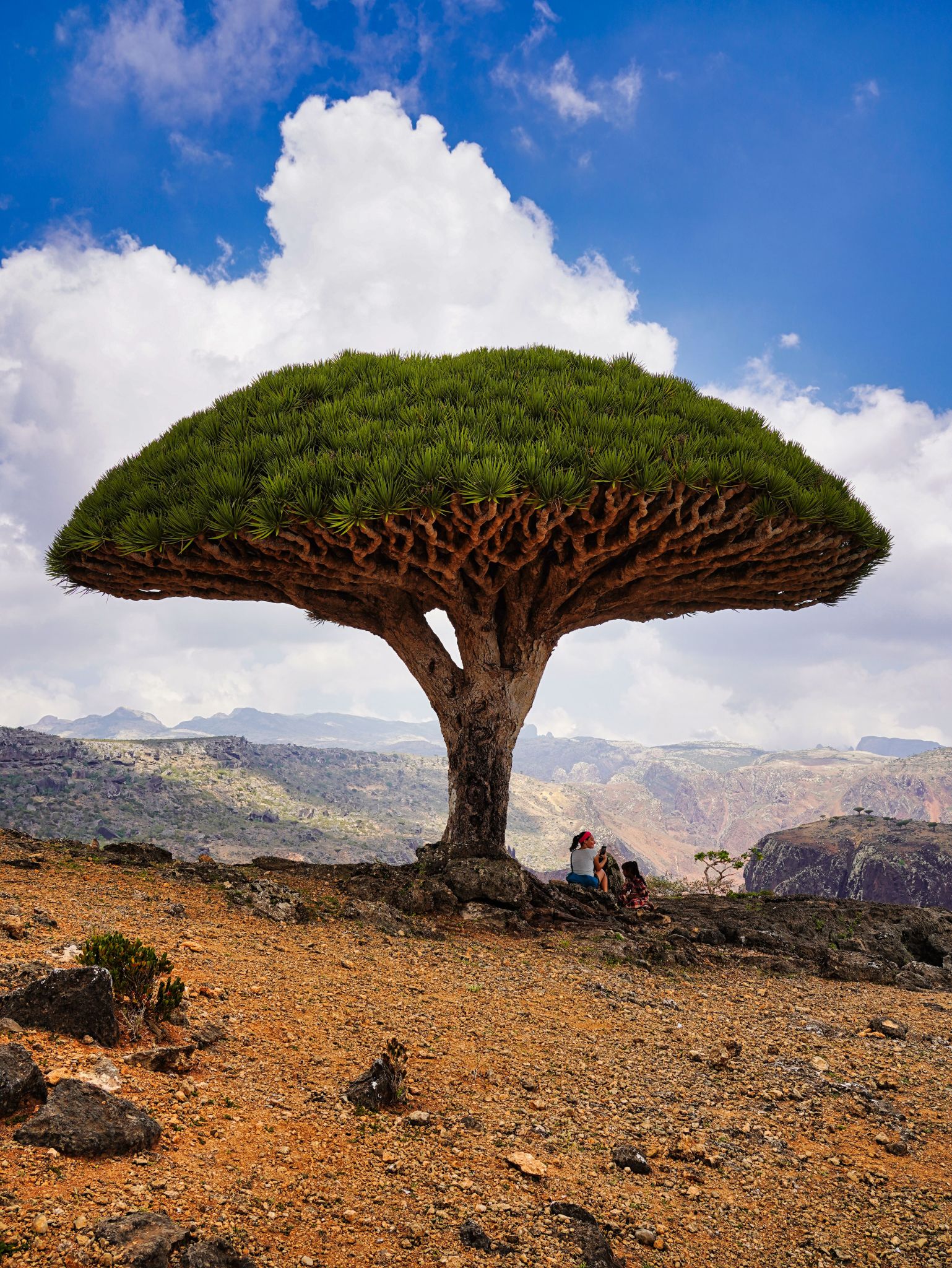 The Most Beautiful Tree in the World – Tree People of Walla Walla